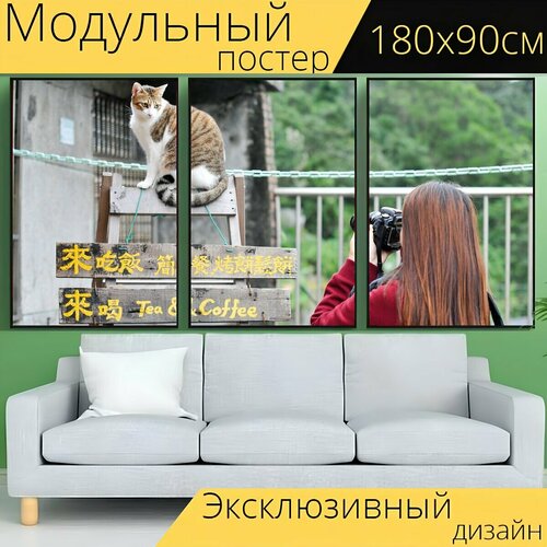Модульный постер "Кошка, тайвань, фото" 180 x 90 см. для интерьера
