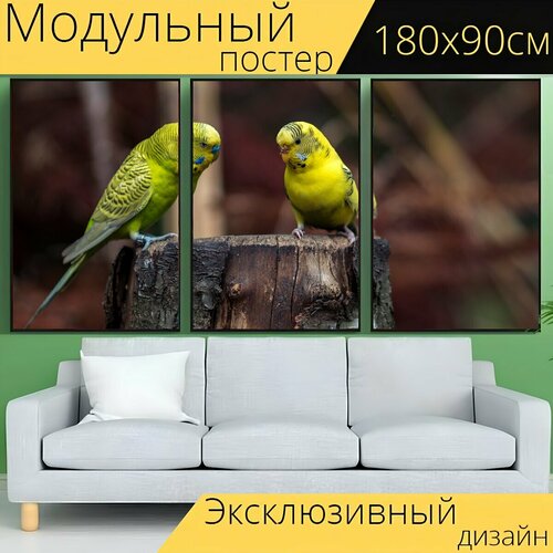 Модульный постер "Волнистый попугайчик, птицы, закрывать" 180 x 90 см. для интерьера
