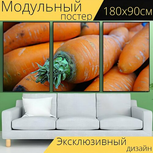 Модульный постер "Морковь, овощ, морковь дикая" 180 x 90 см. для интерьера