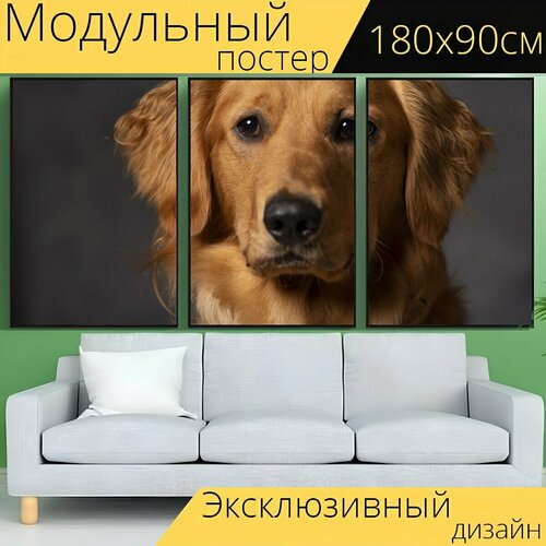 Модульный постер "Золотистый ретривер, собака, собачий" 180 x 90 см. для интерьера