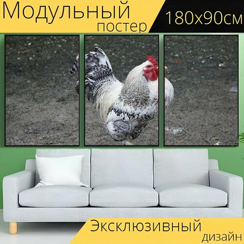 Модульный постер "Петух, птица, курица" 180 x 90 см. для интерьера