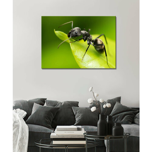 Картина - Муравей, муравей макро, муравей близко (31) 60х80