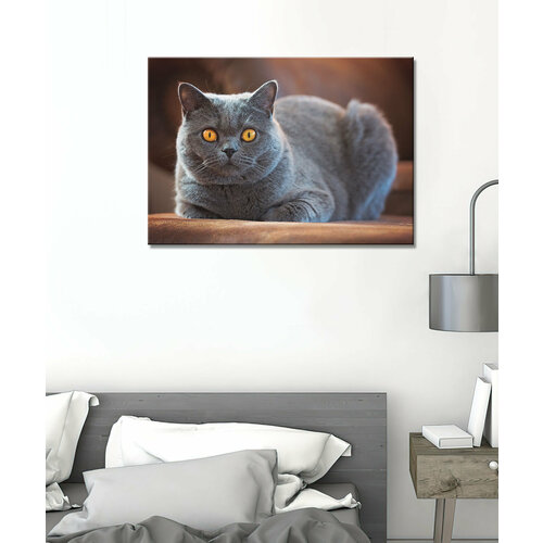 Картина - кошка, британская короткошёрстная кошка, домашняя кошка, ласковая кошка, кот (223) 60х80