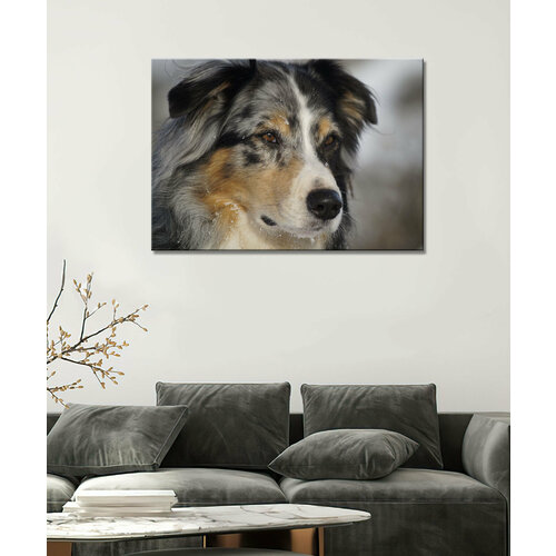 Картина - Австралийская овчарка, аусси, аусси собака, овчарка аусси, аусси шерсть, аусси ммордочка (14) 40х60