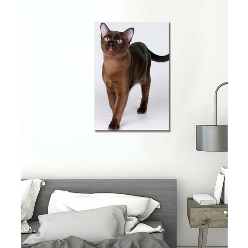 Картина - кошка, бурманская кошка, кот, тёмная кошка, ласковая кошка (38) 40х60