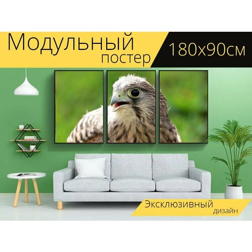 Модульный постер "Сокол, пустельга, хищные птицы" 180 x 90 см. для интерьера