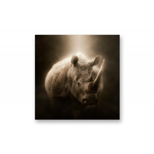 Картина на стекле | Diva Kartina | Природа. Животные. Носорог в тумане | 60X60 см | Интерьерный постер