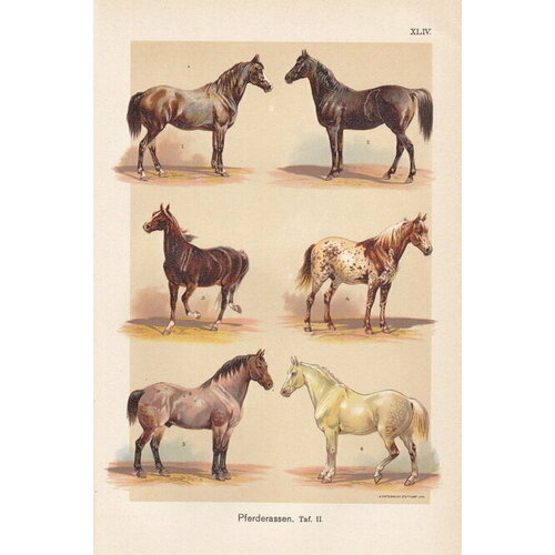 Плакат, постер на холсте породы виды лошадей/иллюстрация. Размер 30 х 42 см