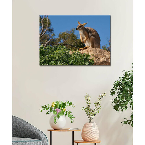 Картина - кенгуру, маленький кенгуру, кенгуру на камне, кенгуру в природе (10) 40х60