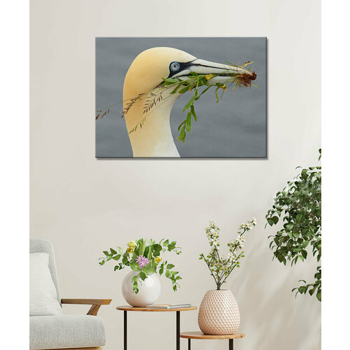 Картина - Олуша, птица олуша, олуша северная птица (5) 60х80