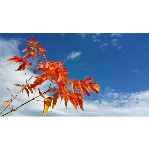 Картина на холсте 60x110 LinxOne "Природа ветки осень листья" интерьерная для дома / на стену / на кухню / с подрамником