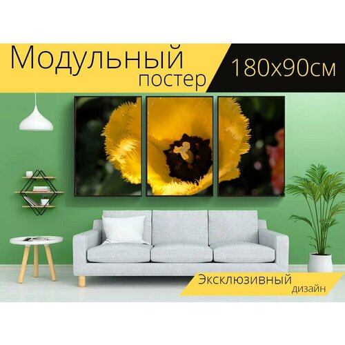 Модульный постер "Тюльпан кристал стар, тюльпан, цветок" 180 x 90 см. для интерьера