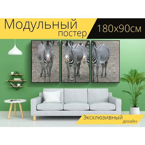 Модульный постер "Зебры, зебра, зоопарк" 180 x 90 см. для интерьера