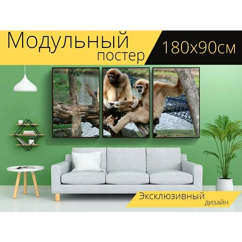 Модульный постер "Белорукий гиббон, лар, обезьяна" 180 x 90 см. для интерьера