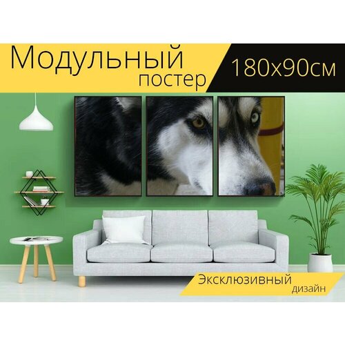 Модульный постер "Хаски, собака, сибирский" 180 x 90 см. для интерьера