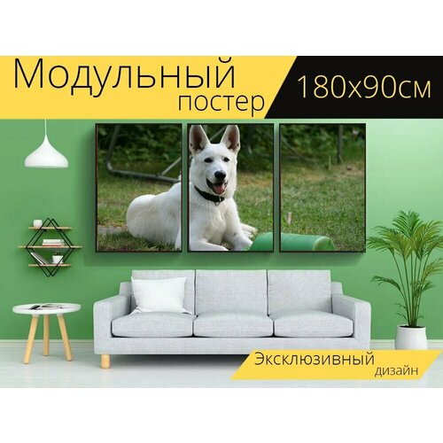 Модульный постер "Собаки, собака, белая овчарка" 180 x 90 см. для интерьера