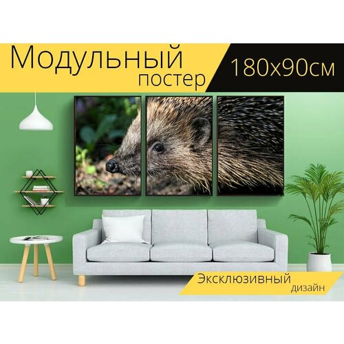 Модульный постер "Ежик, животное, шпора" 180 x 90 см. для интерьера