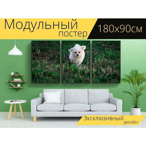Модульный постер "Действие, животное, домашний питомец" 180 x 90 см. для интерьера