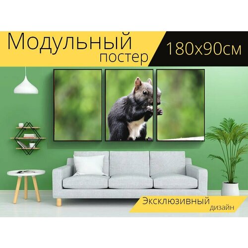 Модульный постер "Белка, дубовый котенок, грызун" 180 x 90 см. для интерьера