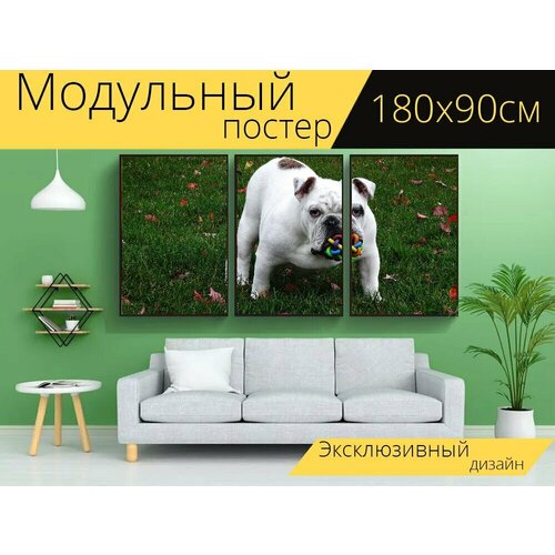 Модульный постер "Собака, английский бульдог, игрушка для собак" 180 x 90 см. для интерьера