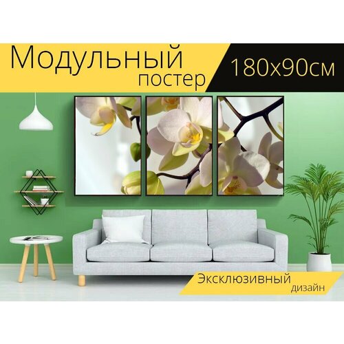 Модульный постер "Орхидея, белый, белая орхидея" 180 x 90 см. для интерьера