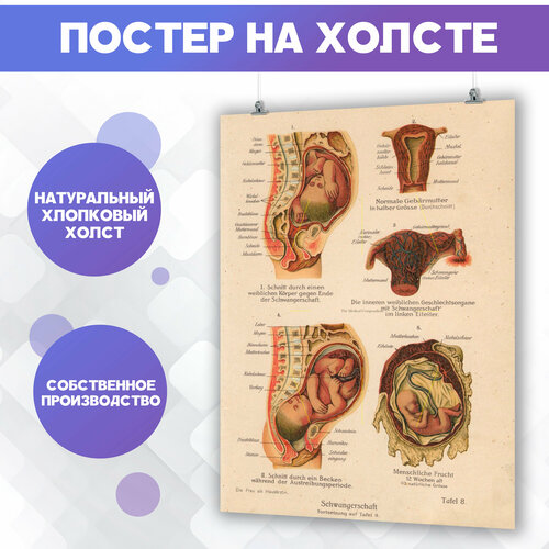 Постер в гинекологию, беременность, анатомия (3) 30х40 см