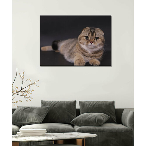 Картина - кошка, шотландская вислоухая кошка, домашняя кошка, ласковая кошка, кот (233) 60х80