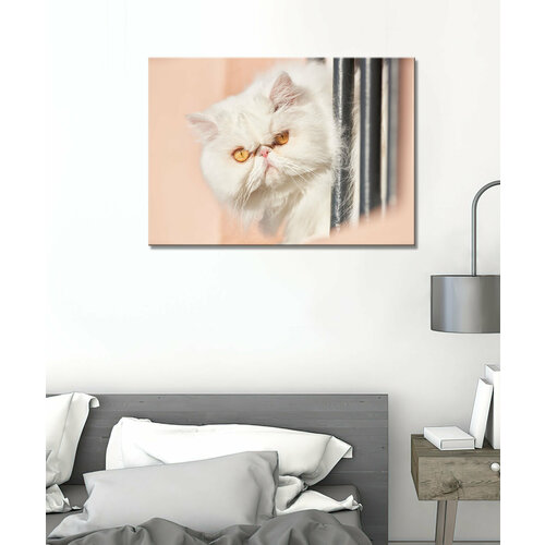 Картина - кошка, персидская кошка, домашняя кошка, ласковая кошка, кот (292) 30х40