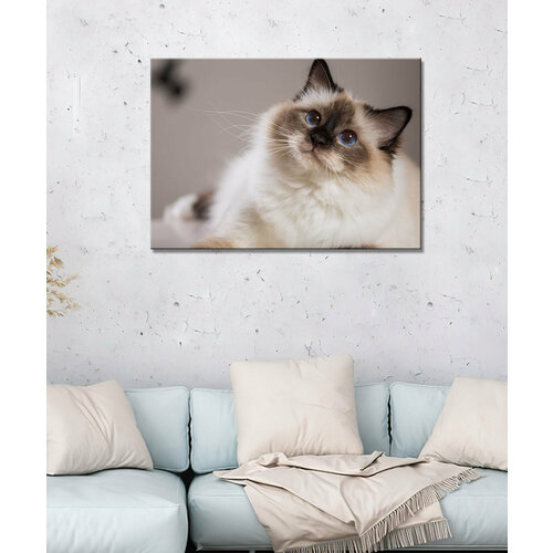 Картина - бирманская кошка, кот, белая шерсть, ласковая кошка, голубые глаза (2) 30х40