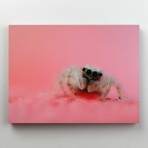 Интерьерная картина на холсте "Паучок пестрый скакунчик на розовом фоне" размер 60x45 см