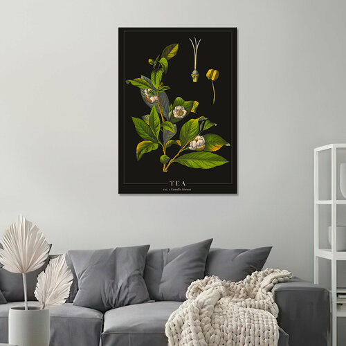 Картина/Картина на холсте/Картина на холсте для интерьера/ Картина на стену/ Картина в подарок для дома/ - Чай растение на черном фоне 50х70