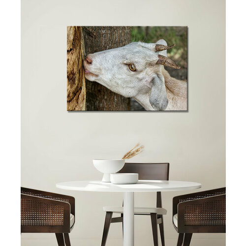 Картина -Коза, белая коза, козел, белый козел (3) 40х60