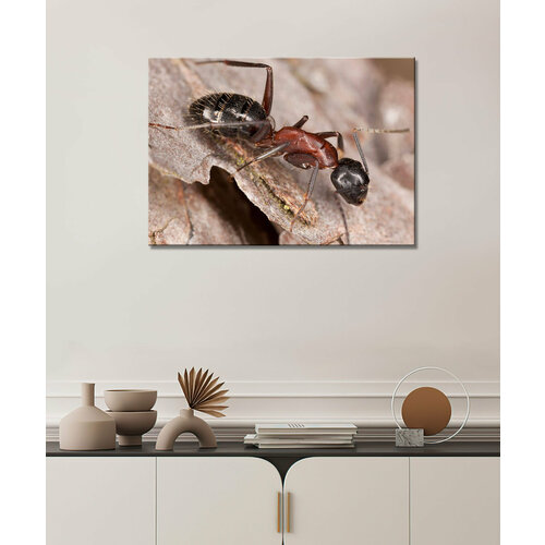 Картина - Муравей, муравей макро, муравей близко (1) 20х30