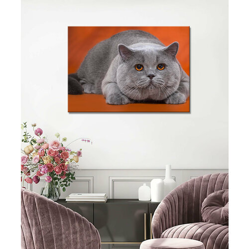 Картина - кошка, британская короткошёрстная кошка, домашняя кошка, ласковая кошка, кот (227) 20х30