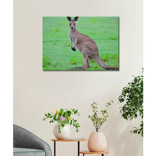 Картина - кенгуру, маленький кенгуру, кенгуру на траве, кенгуру в природе, длинноухий кенгуру (26) 40х60