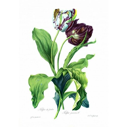 Плакат, постер на бумаге RB Botanical-Tulips/Тюльпаны. Размер 30 на 42 см