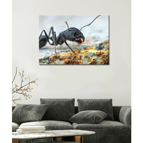 Картина -Муравей, муравей макро, муравей близко (4) 50х70