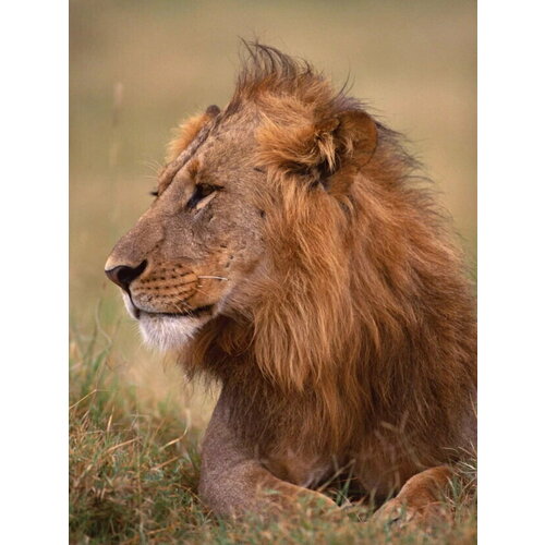 Плакат, постер на холсте Lion/Лев/животные. Размер 30 х 42 см