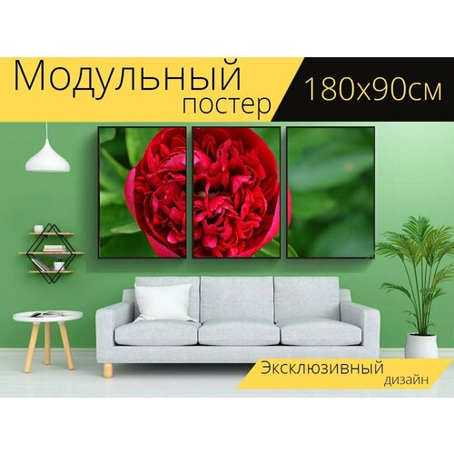 Модульный постер "Пион, цветок, красный" 180 x 90 см. для интерьера
