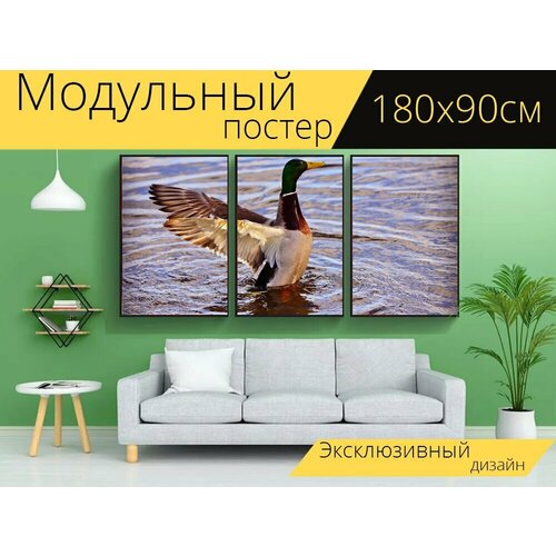 Модульный постер "Утка, водоплавающая птица, кряква" 180 x 90 см. для интерьера