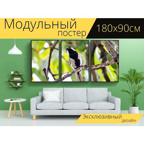 Модульный постер "Большая синица, крошечная птичка, активная птица" 180 x 90 см. для интерьера