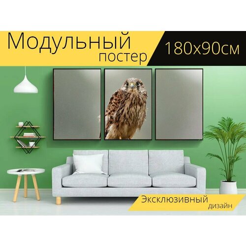 Модульный постер "Молодой сокол, сокол, хищные птицы" 180 x 90 см. для интерьера