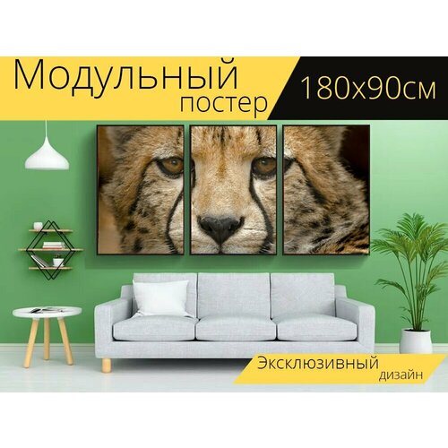 Модульный постер "Детеныш гепарда, закрыть, пятна глаза" 180 x 90 см. для интерьера