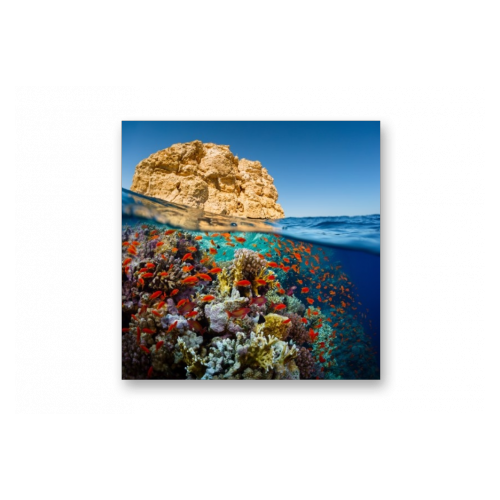 Картина на стекле | Diva Kartina | Природа. Подводные кораллы | 80X80 см | Интерьерный постер