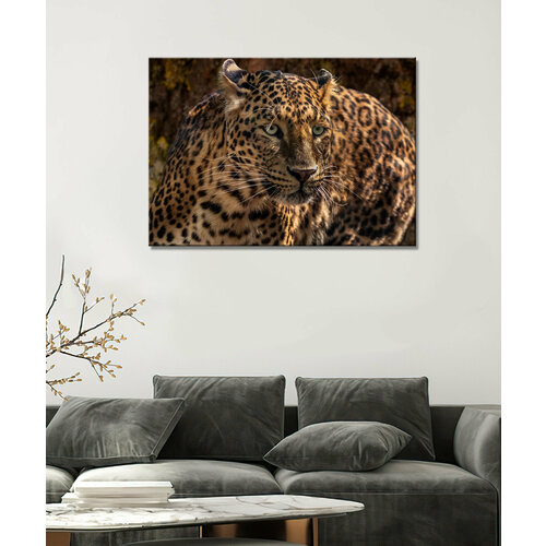 Картина/Ягур/Ягуар в джунглях/Ягуар на дереве/Черный ягуар/ - Ягуар (57) 20х30