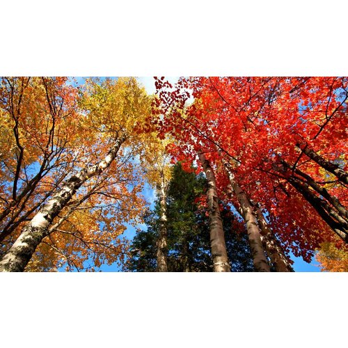 Картина на холсте 60x110 LinxOne "Осень багрчнец листья деревья небо" интерьерная для дома / на стену / на кухню / с подрамником