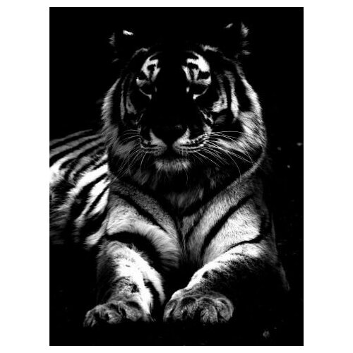 Плакат, постер на холсте White Tiger/Белый Тигр. Размер 21 х 30 см