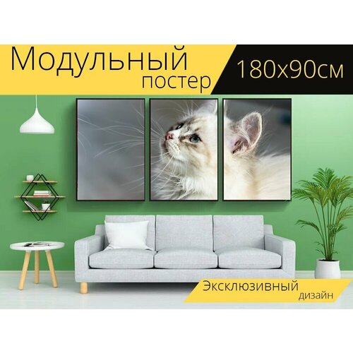Модульный постер "Кот, домашняя кошка, молодой кот" 180 x 90 см. для интерьера