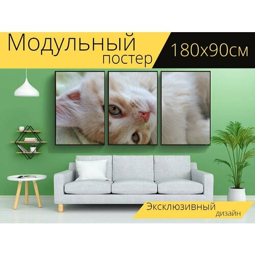 Модульный постер "Котёнок, домашний кот, кот" 180 x 90 см. для интерьера