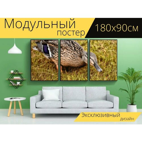 Модульный постер "Кряква, домашняя птица, птица" 180 x 90 см. для интерьера